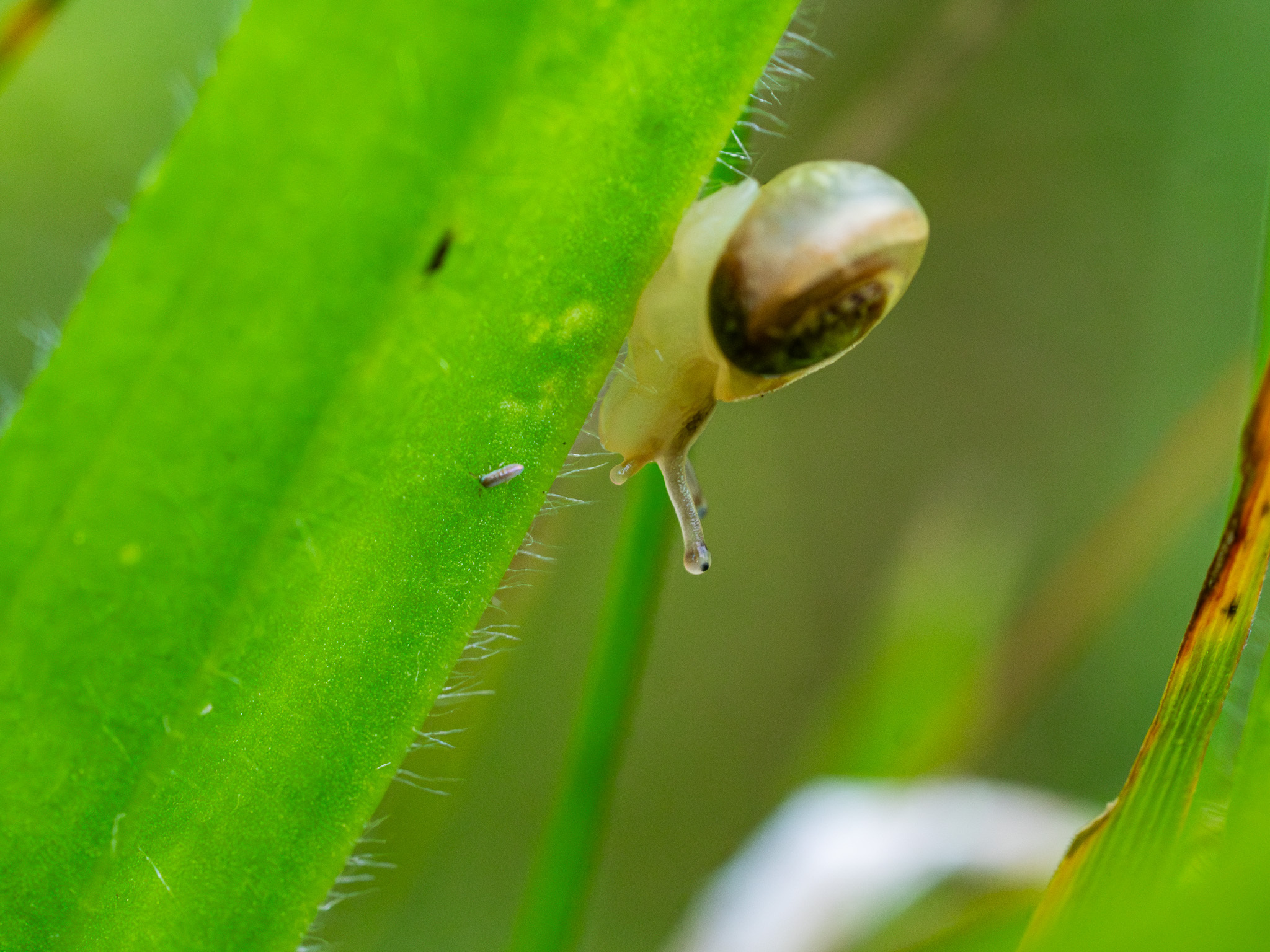 Lilla snigel akta dej, annars tar jag bild på dej! :) - Fotosidan