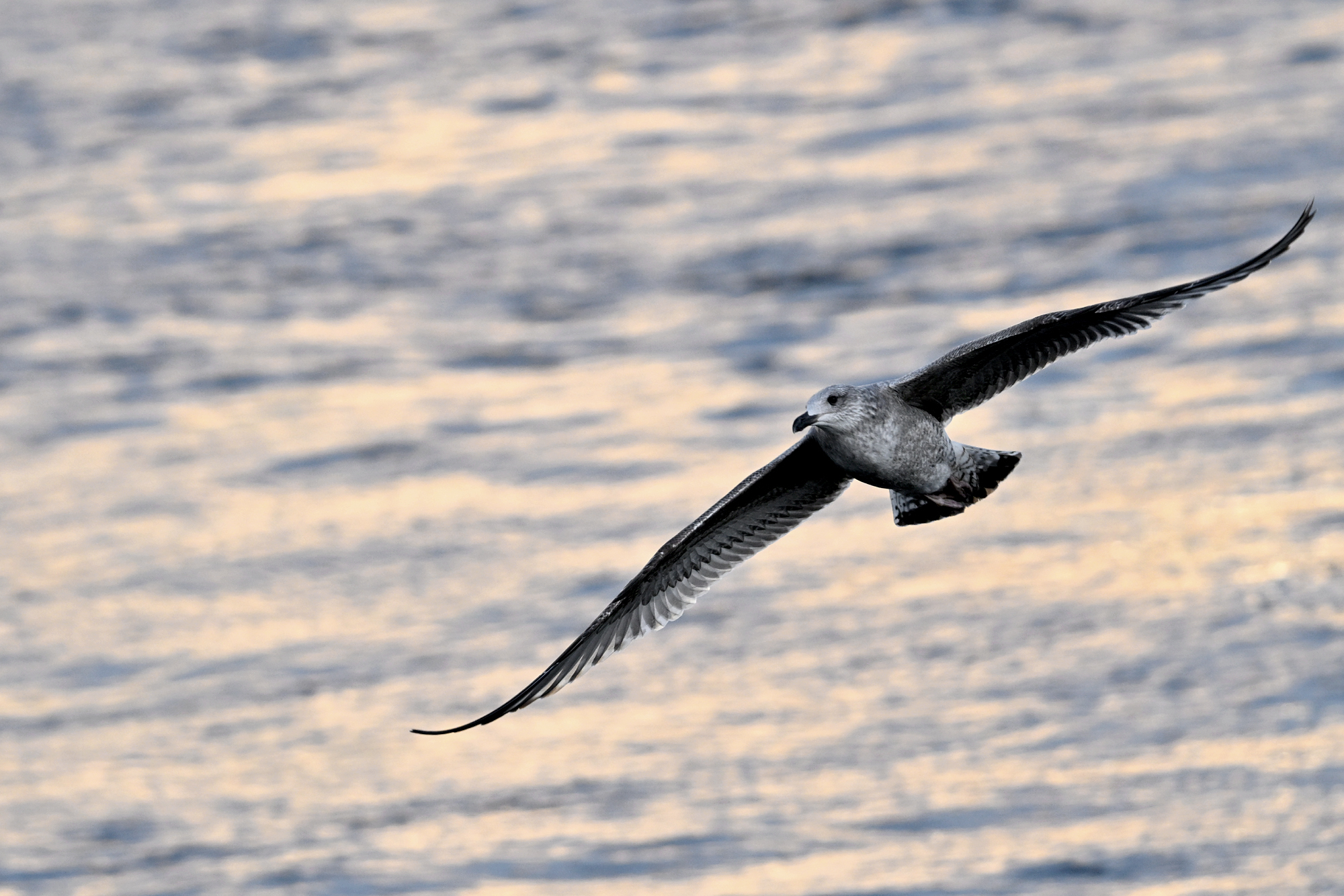 Med fokus på 'flygande'.. - Fotosidan