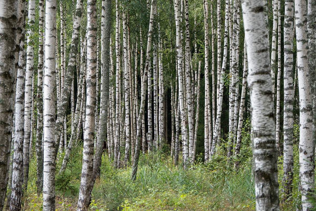 Fick inspiration - Fotosidan