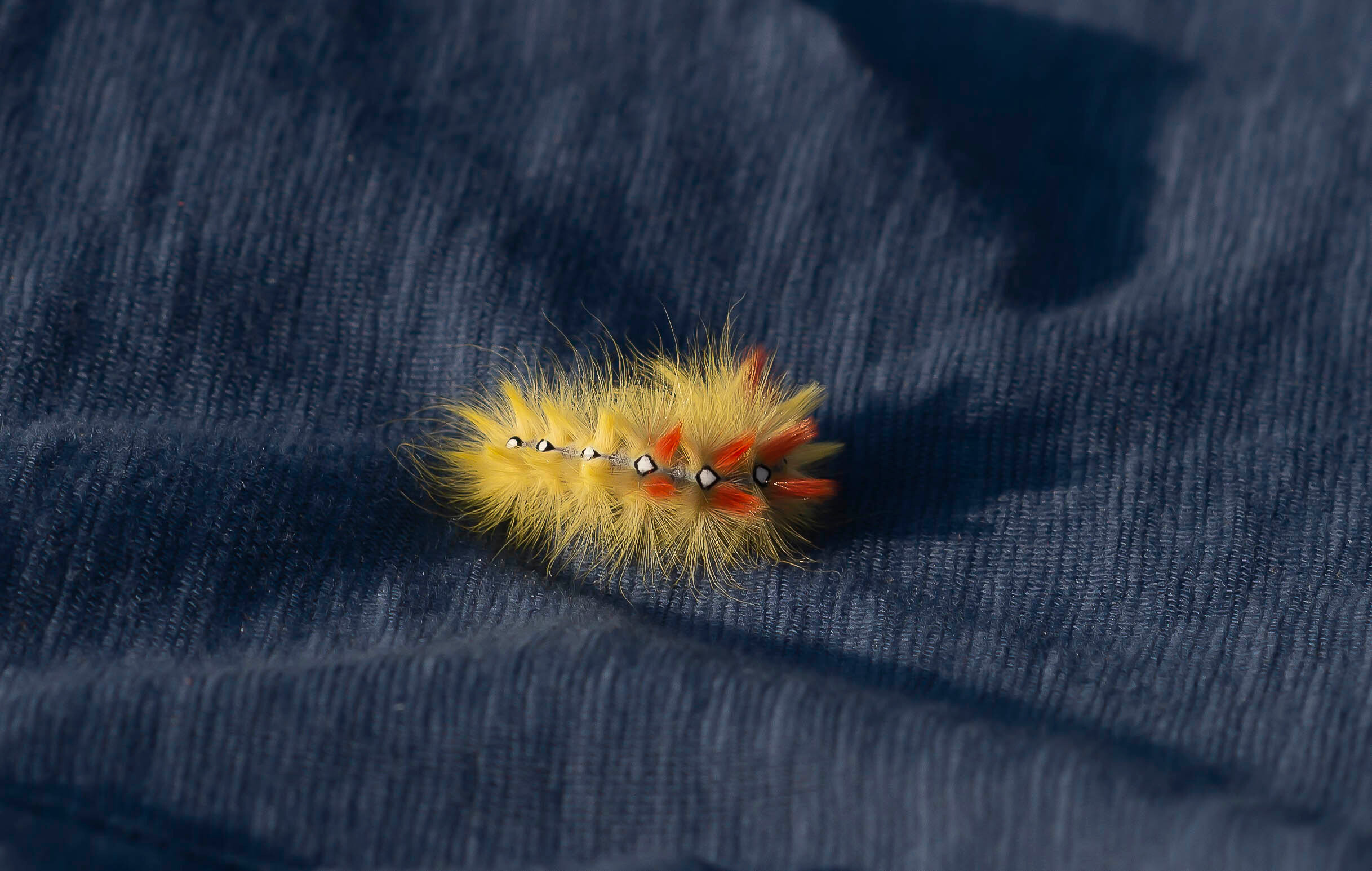 EN VÄLKNUTEN FLUGA? - Fotosidan