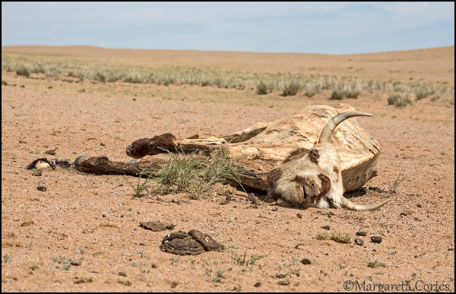 Öknens faror. - Fotosidan