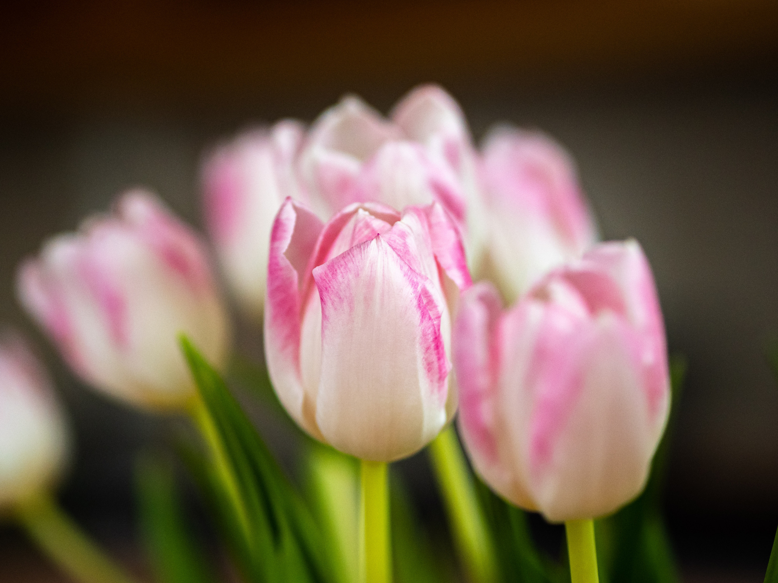 Tulpan-konst. - Fotosidan