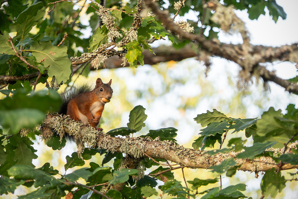 Ekorre med ekollon - Fotosidan