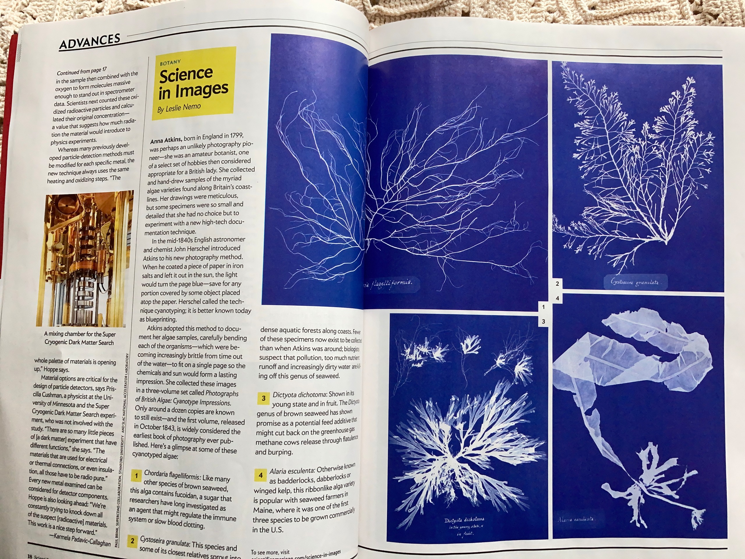 Cyanotypi 1843 första fotoboken - Fotosidan