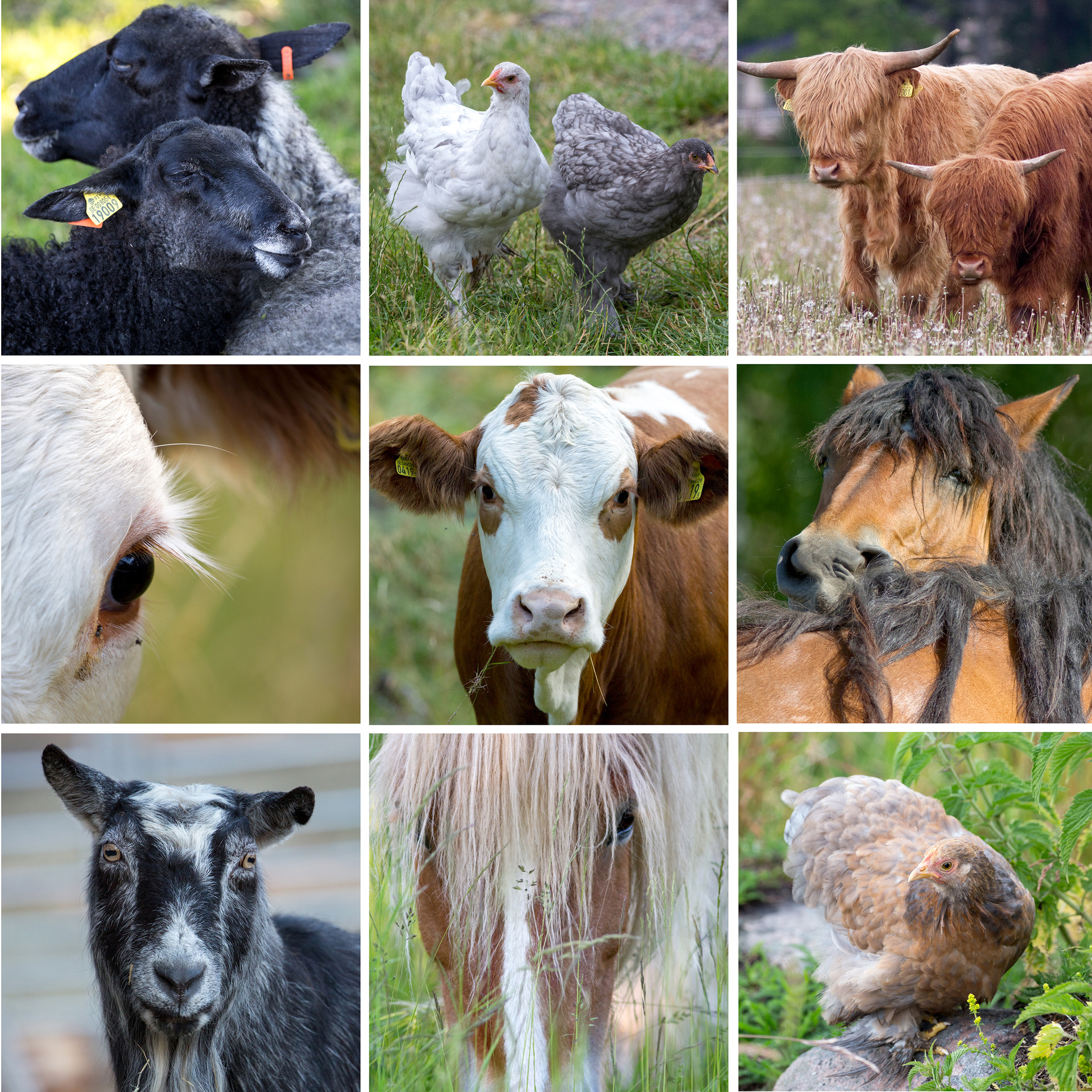 Husdjur... - Fotosidan