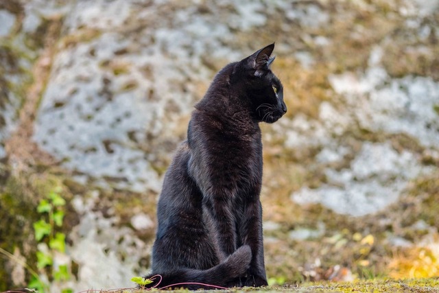 Svart spanare - Fotosidan