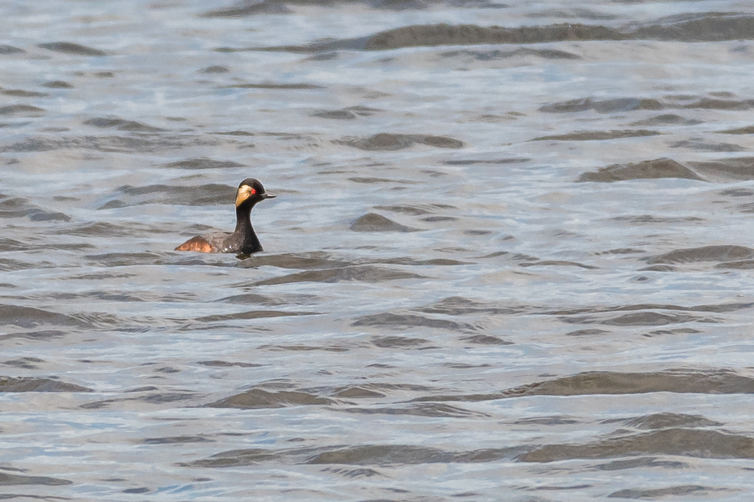 Svarthalsad Dopping - Fotosidan
