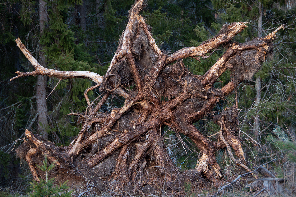 Jordskott - Fotosidan