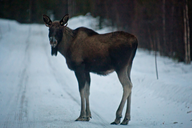 Djuren i Naturen har eget språk. - Fotosidan