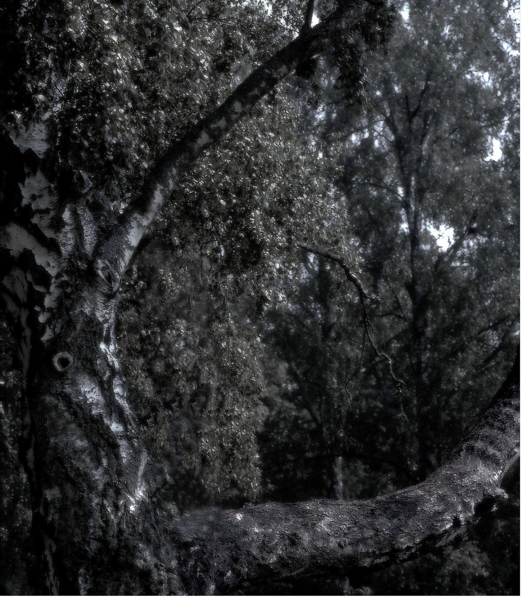 Drömmarnas skog - Fotosidan