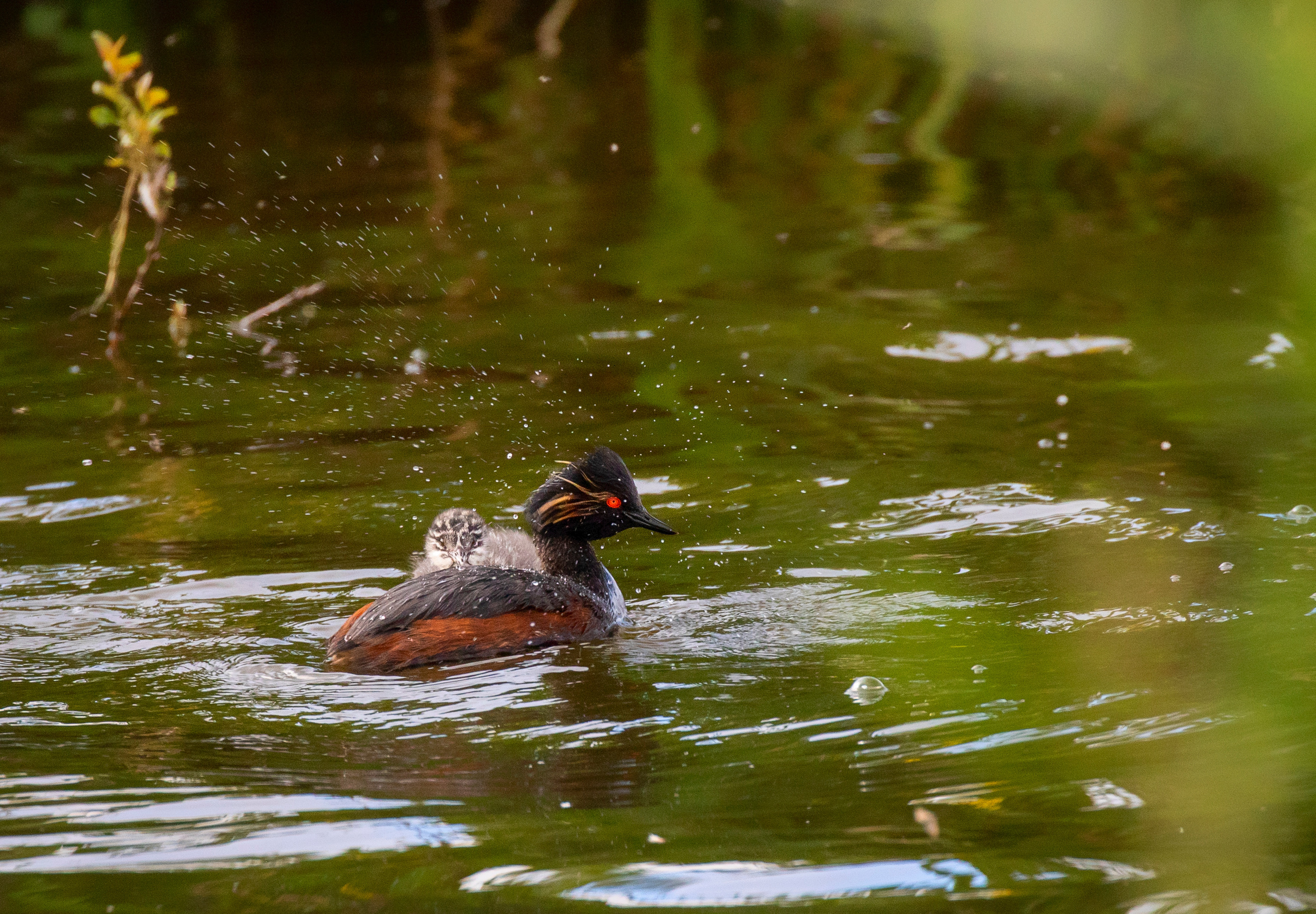 Svarthalsad dopping - Fotosidan