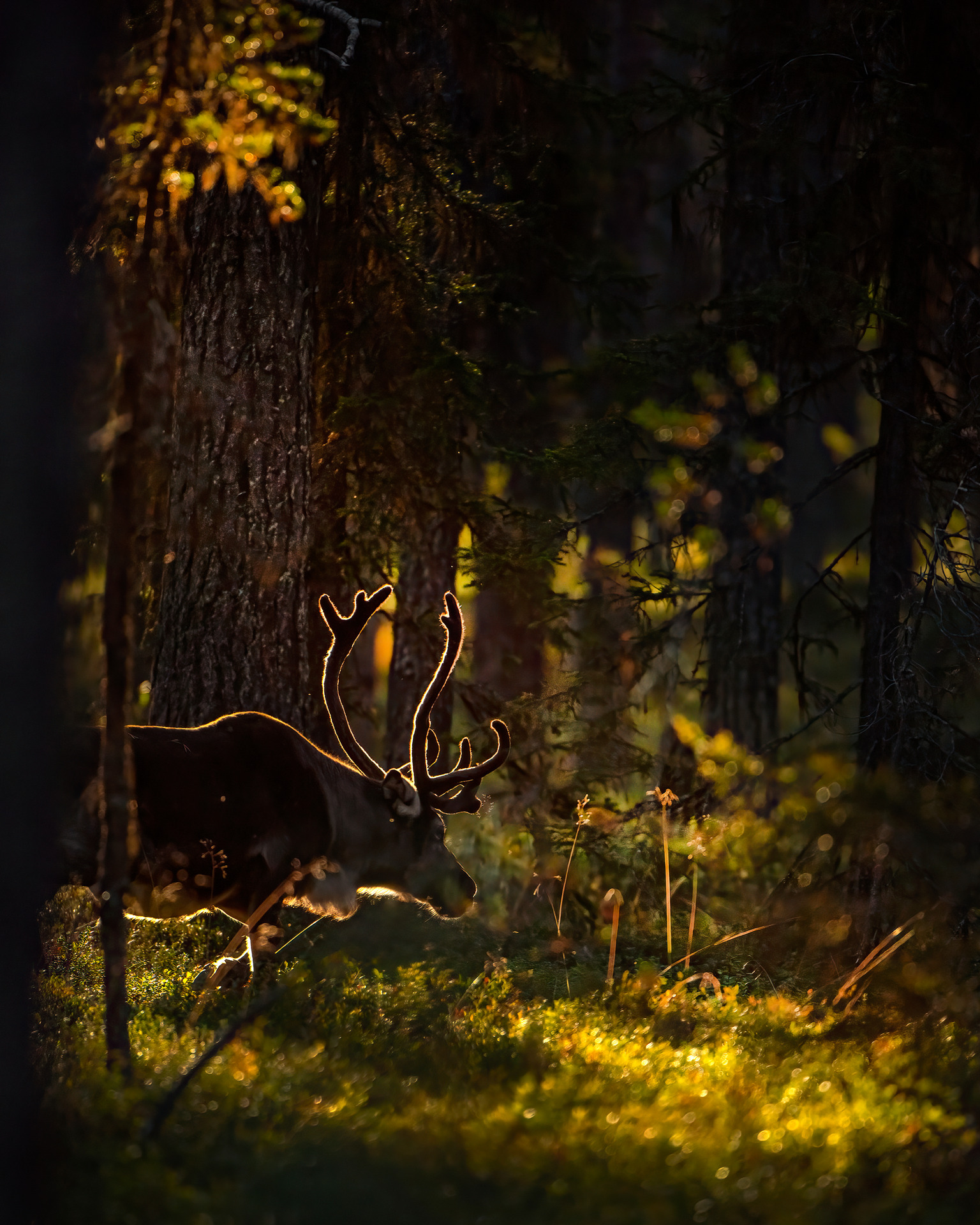 Stekhett i skogen - Fotosidan