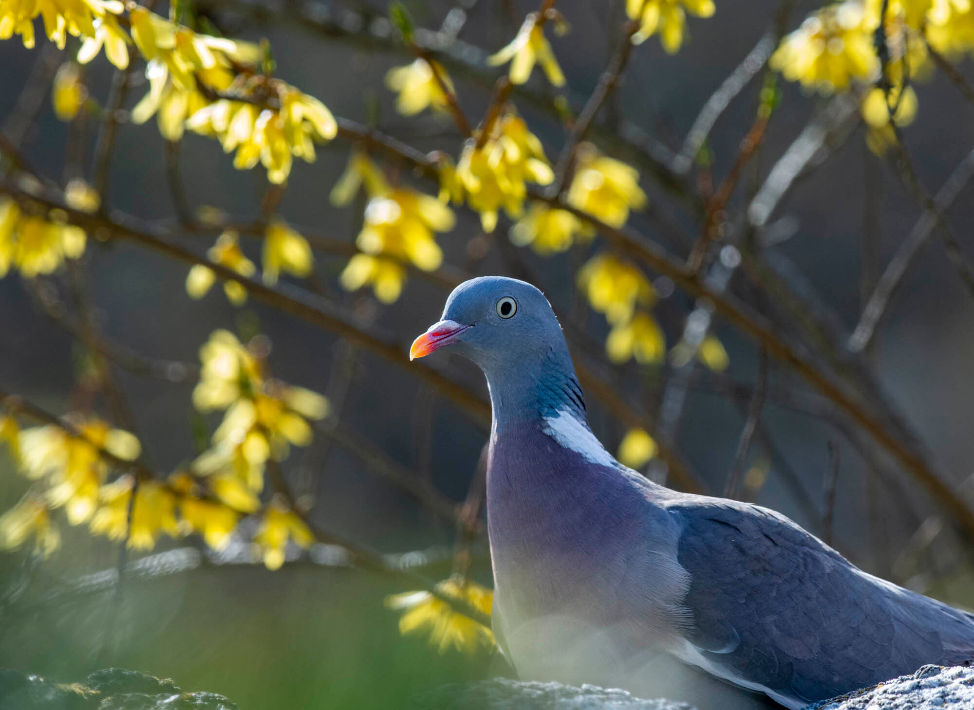 Ringduva - Fotosidan