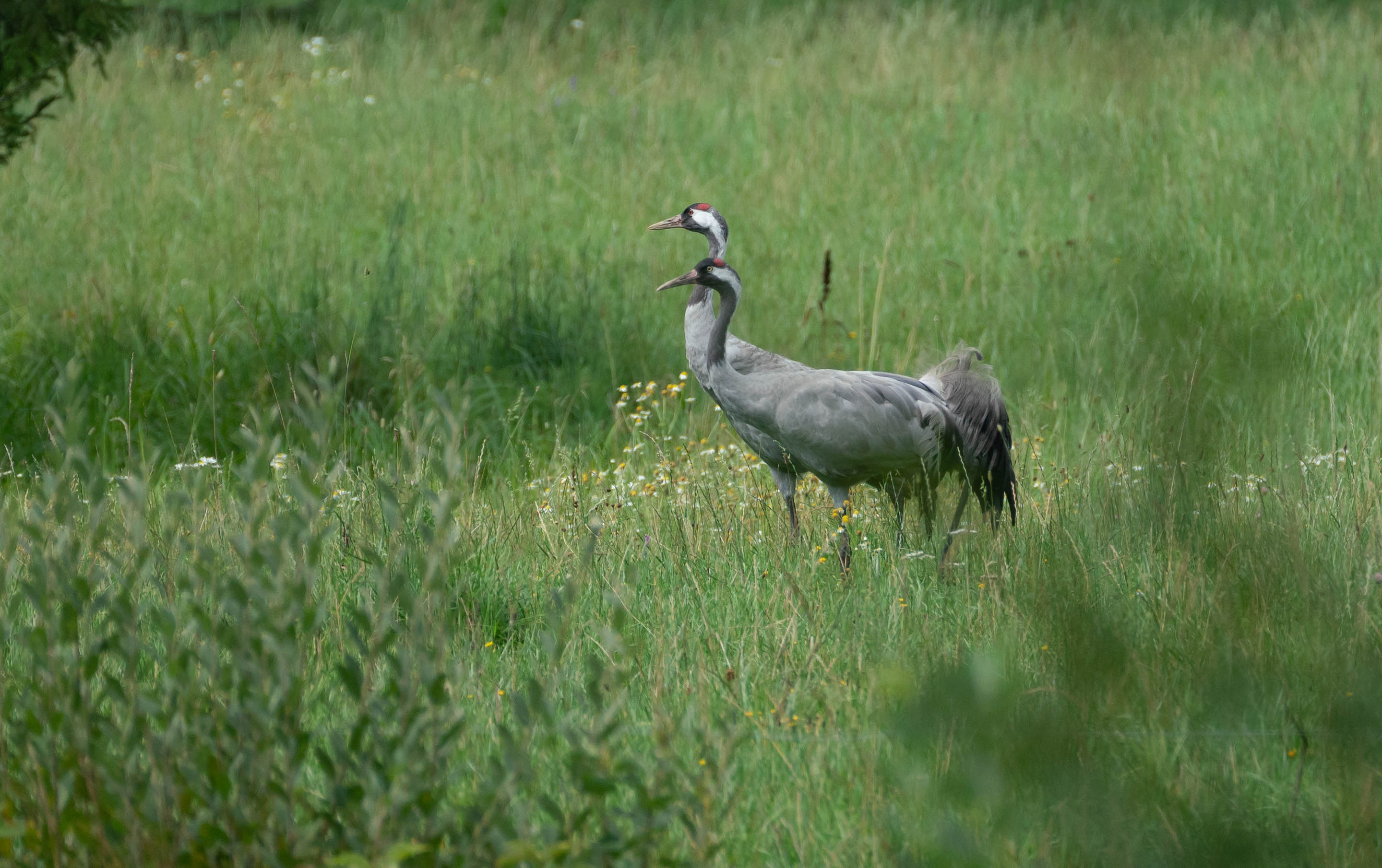TRÄGNA TRANOR - Fotosidan