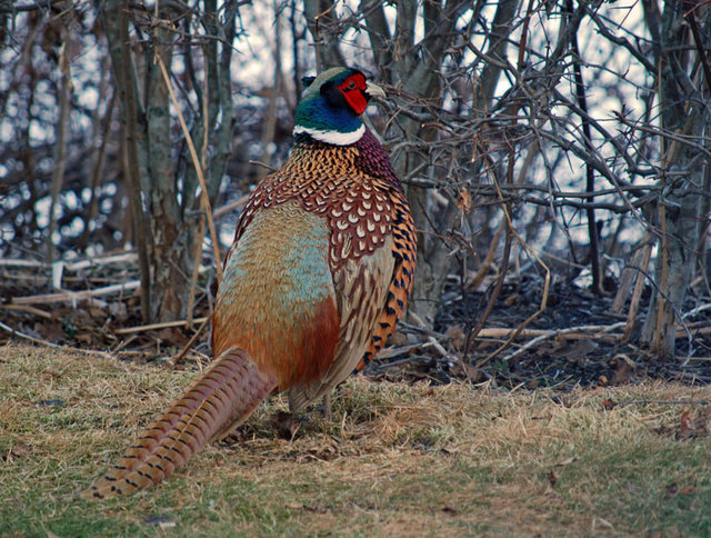 Ute och raggar - Fotosidan