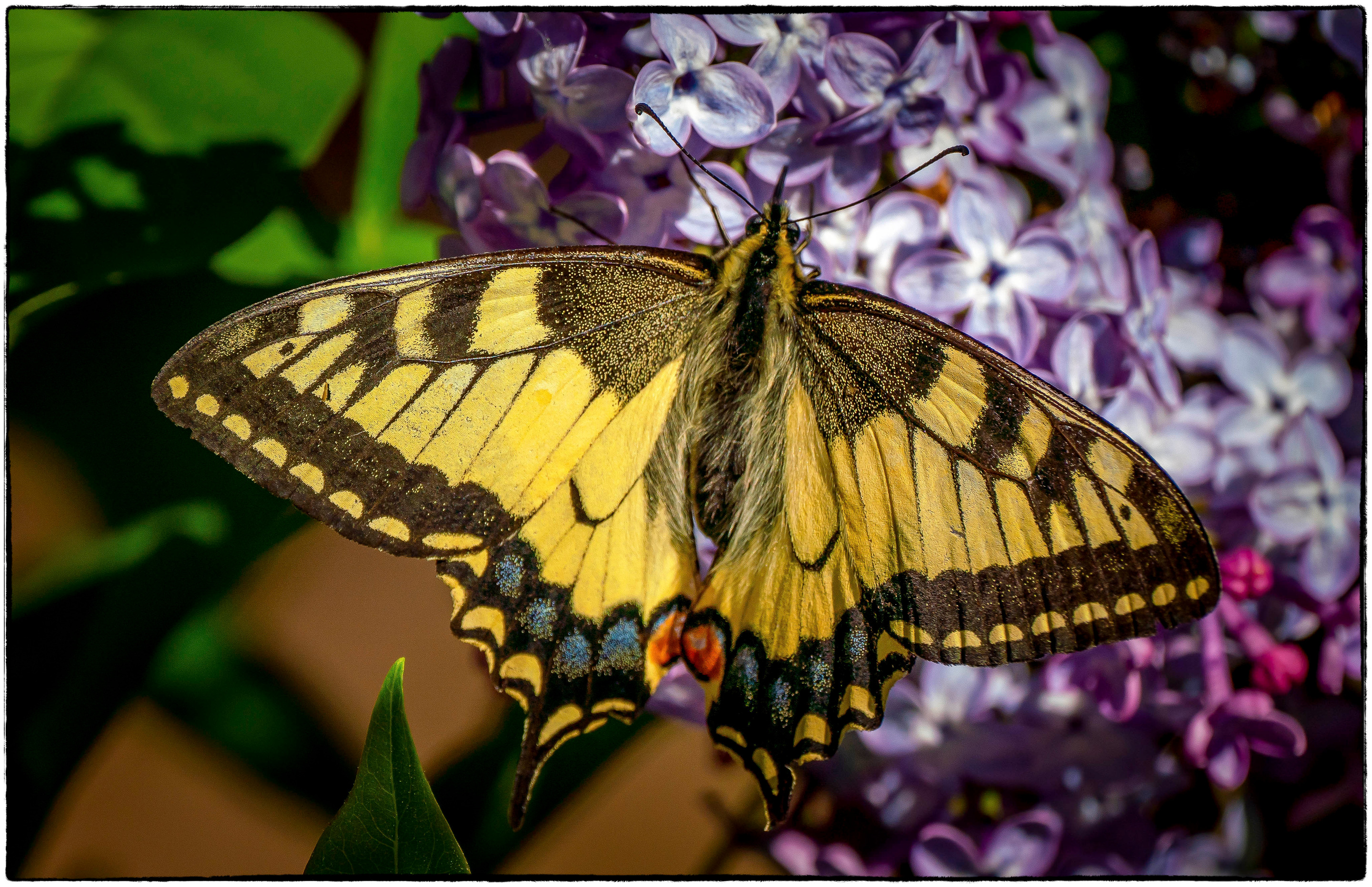CELEBERT BESÖK - KORSHEDEN - Fotosidan