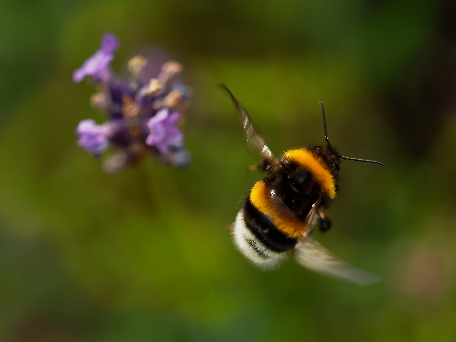 Humla och att klippa häcken. - Fotosidan
