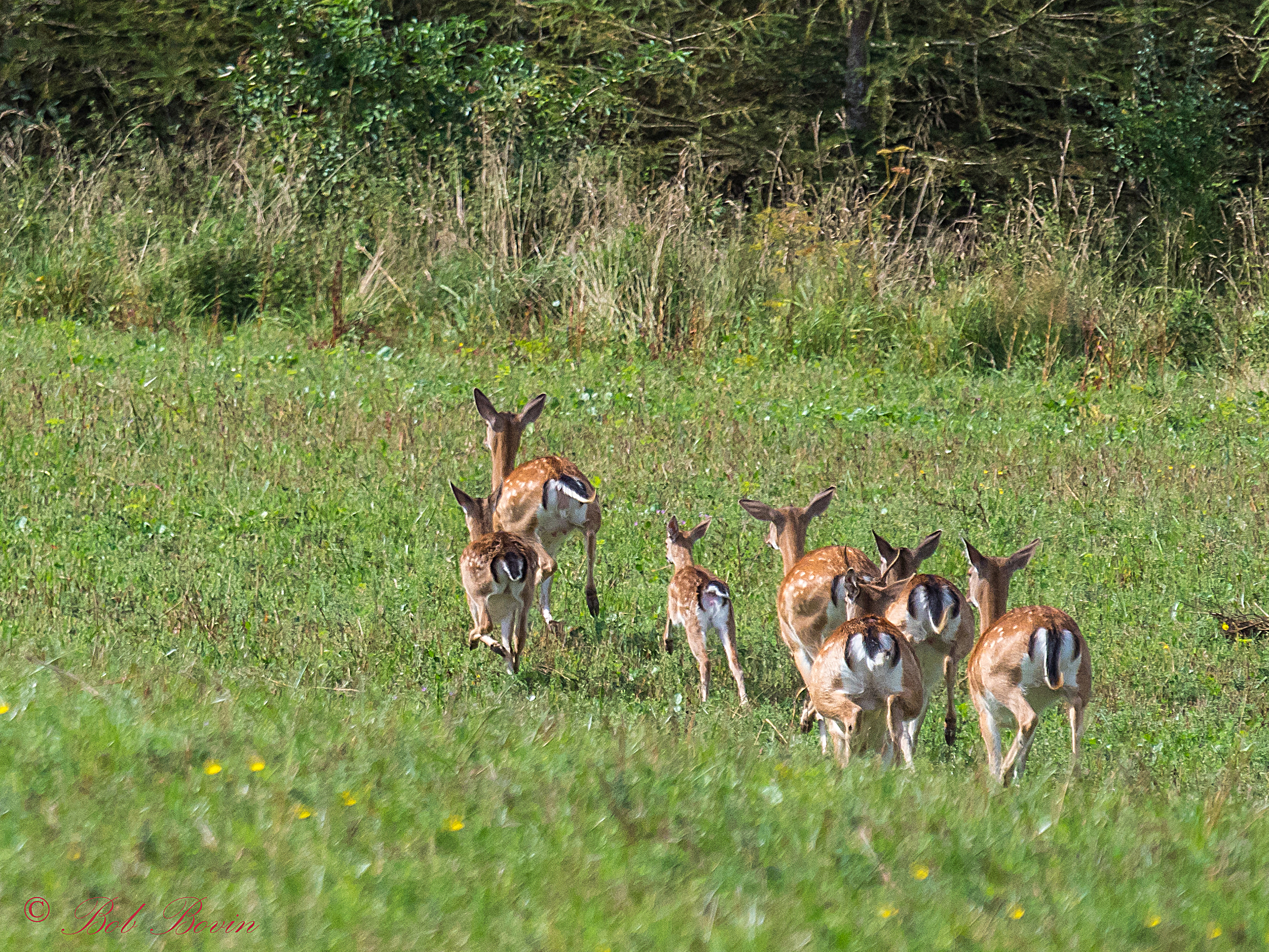 #4800. Varför är vissa stora däggdjur rädda för oss?? - Fotosidan