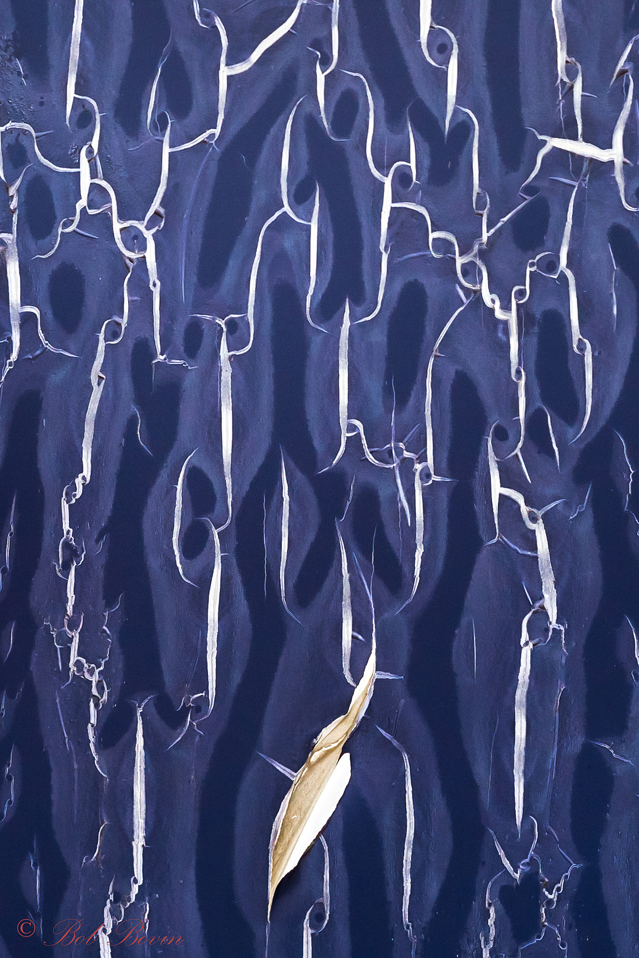 #4260. Ars exesa - Fotosidan