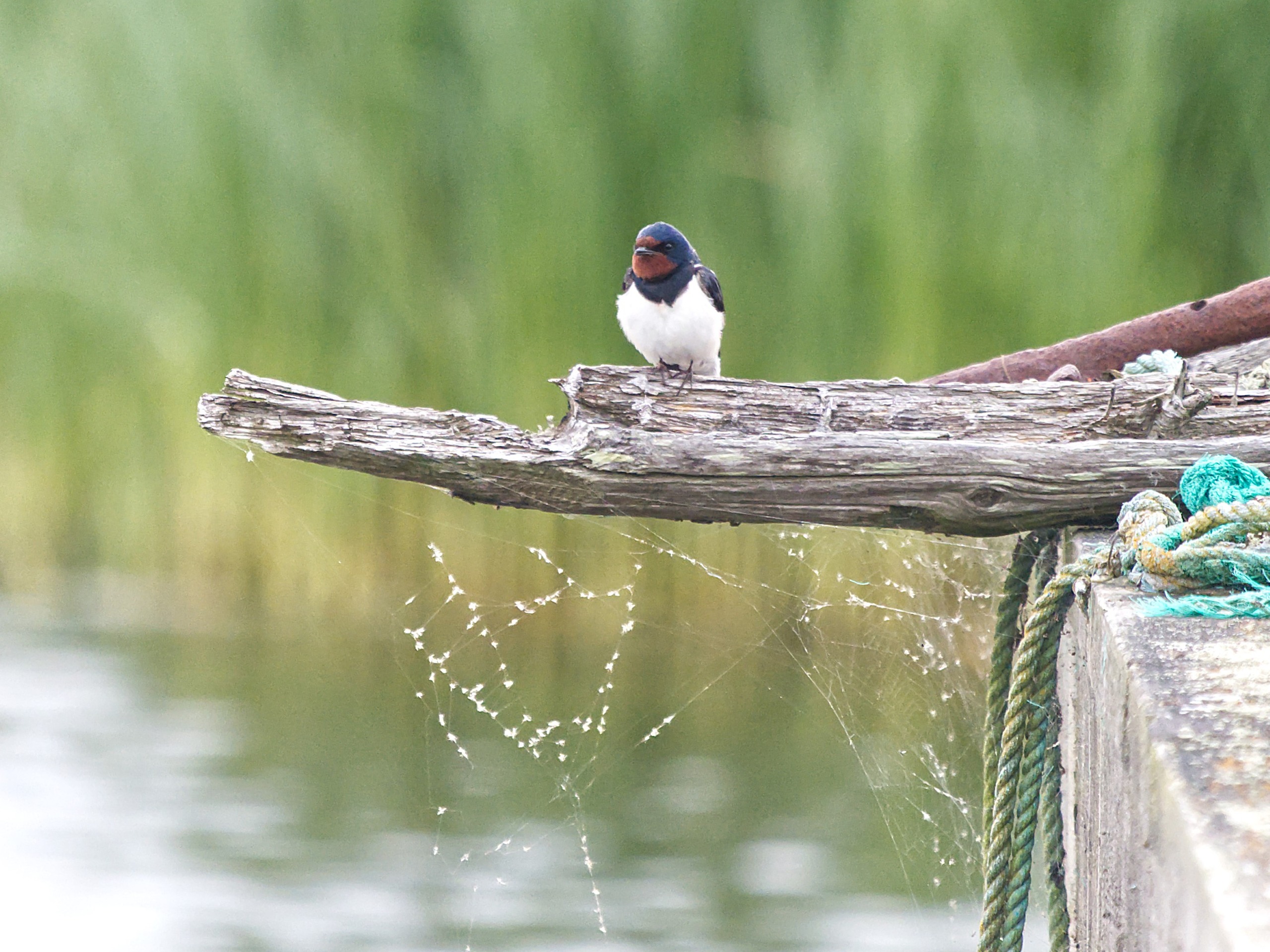 Svalor i hamnen - Fotosidan