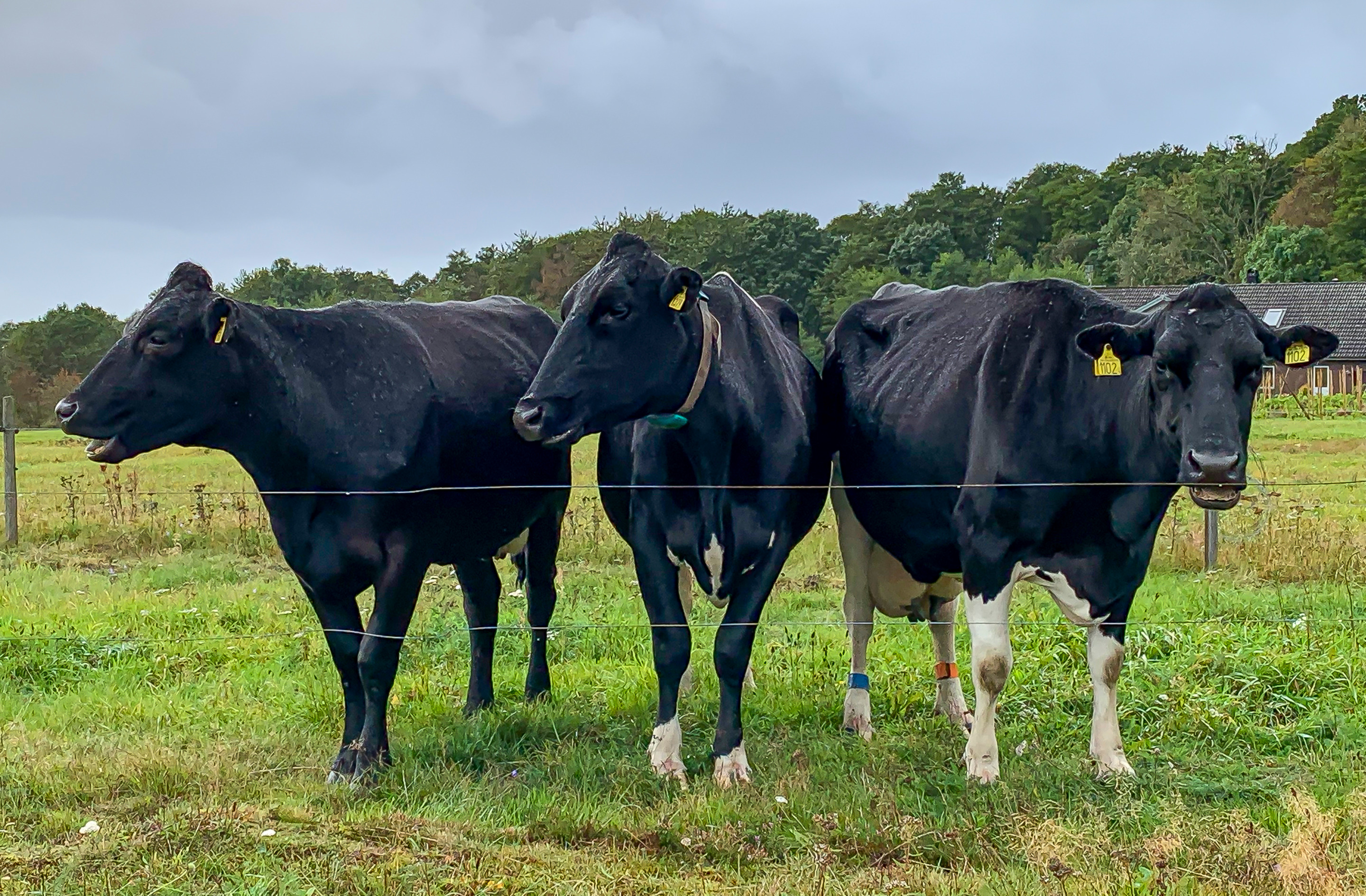 Trillingnöt :) - Fotosidan