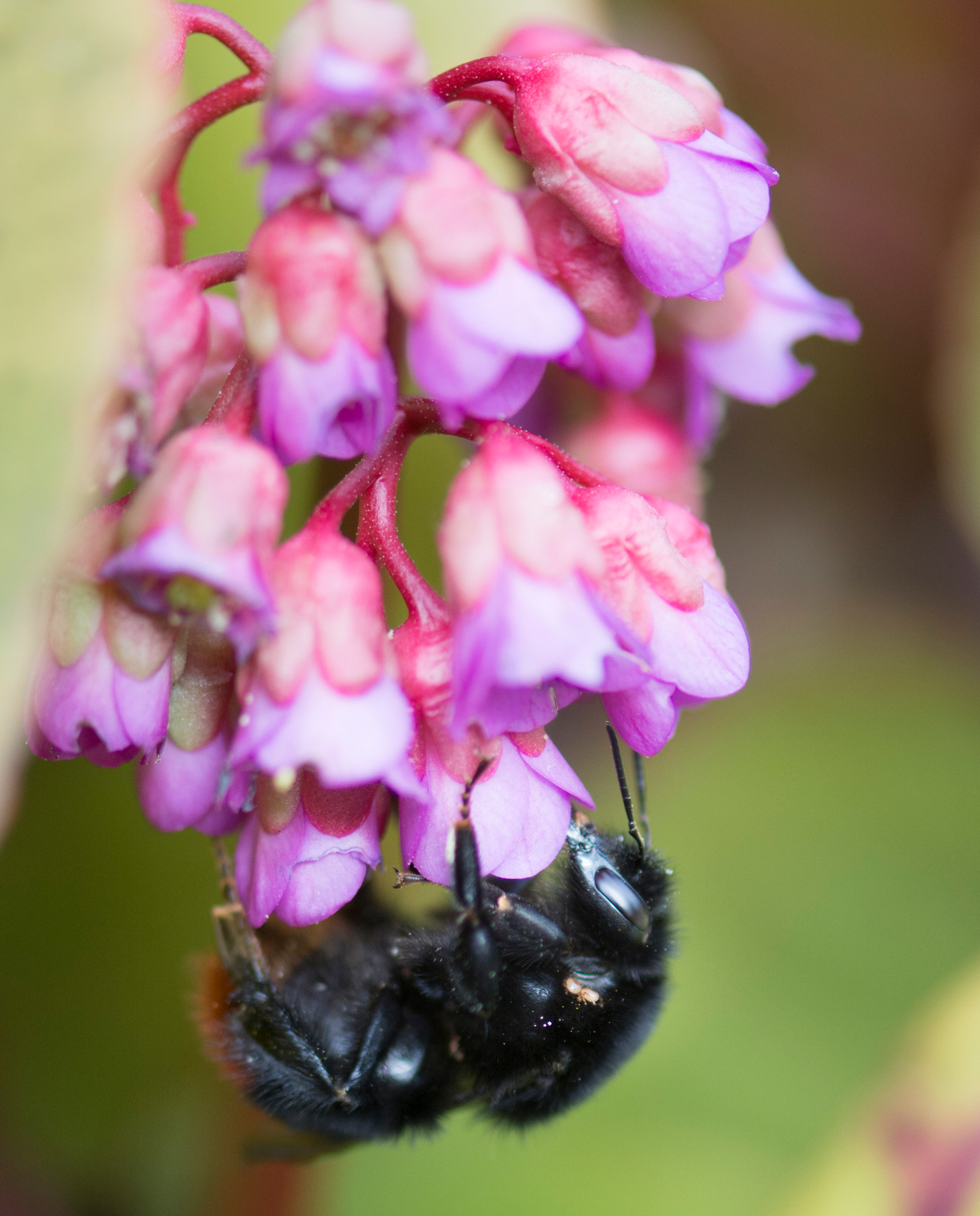 5 maj - humlor i närbild - Fotosidan