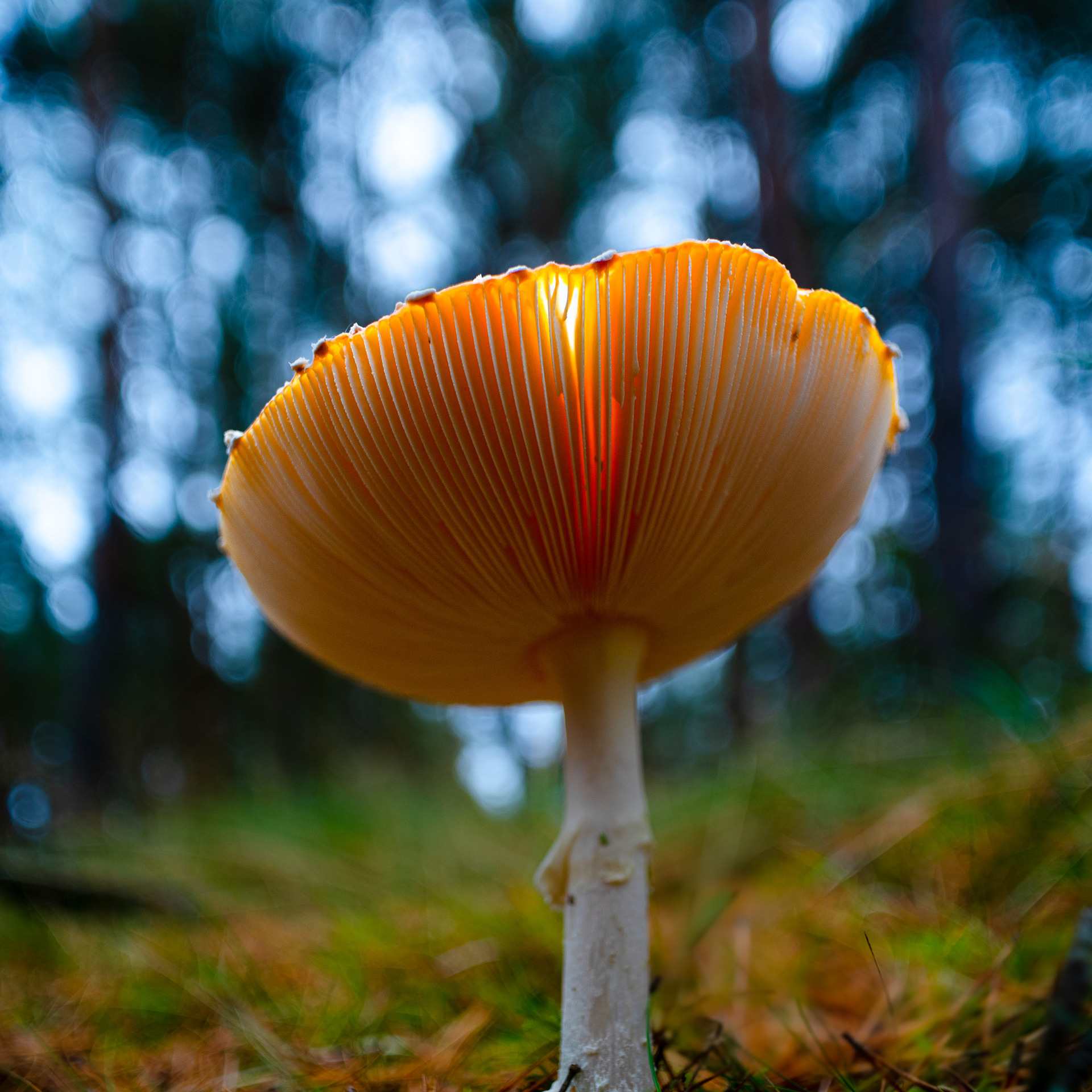 Mera flugsvamp - Fotosidan