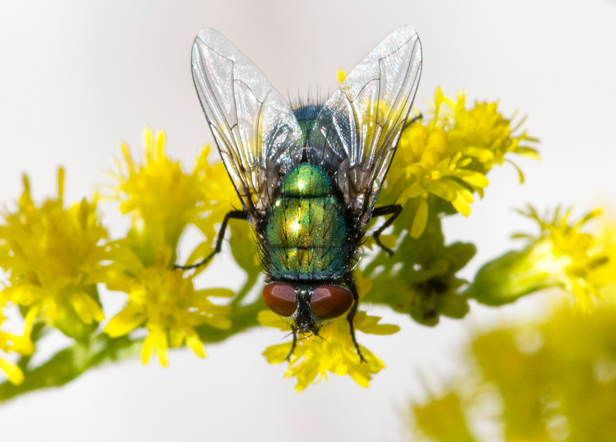 Höstens fluga - Fotosidan