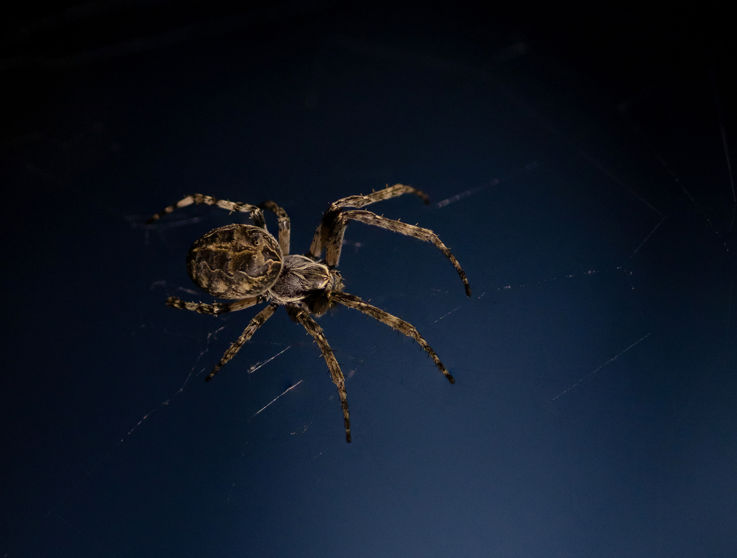 Spindlar - Fotosidan