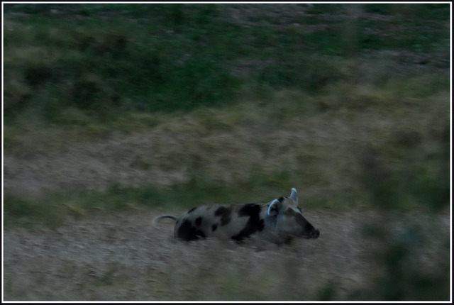 Vilda grisar och gamla stenar. - Fotosidan