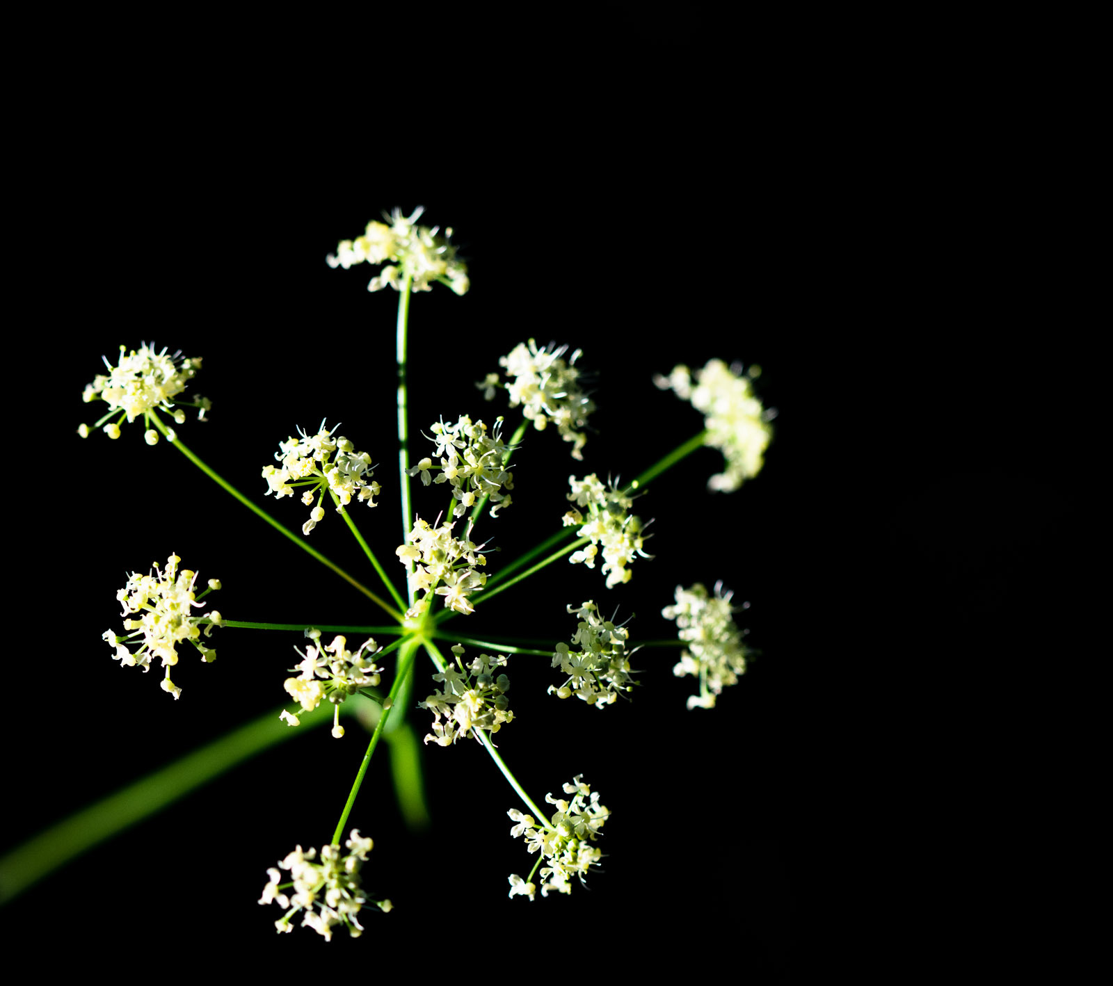 Sibirisk - Fotosidan