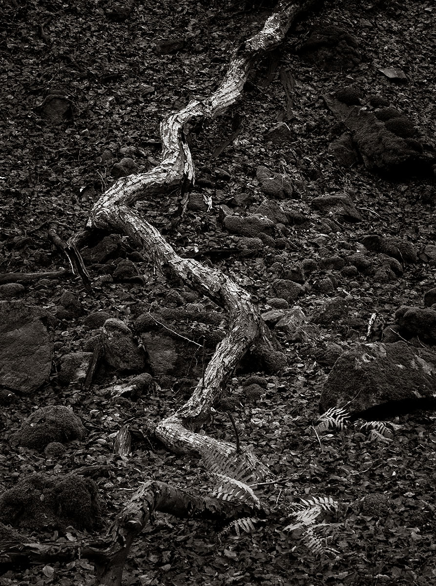 Ormen i slänten - Fotosidan