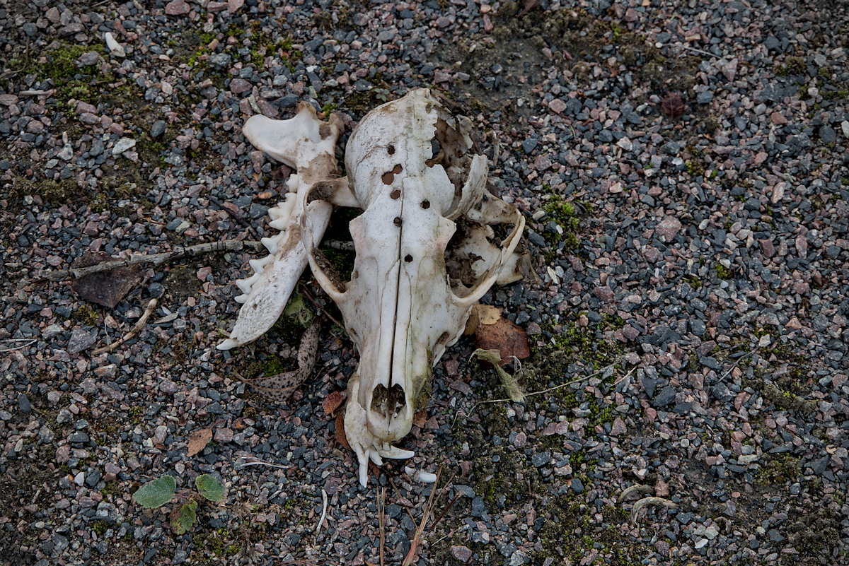 Ibland ser jag död - Fotosidan