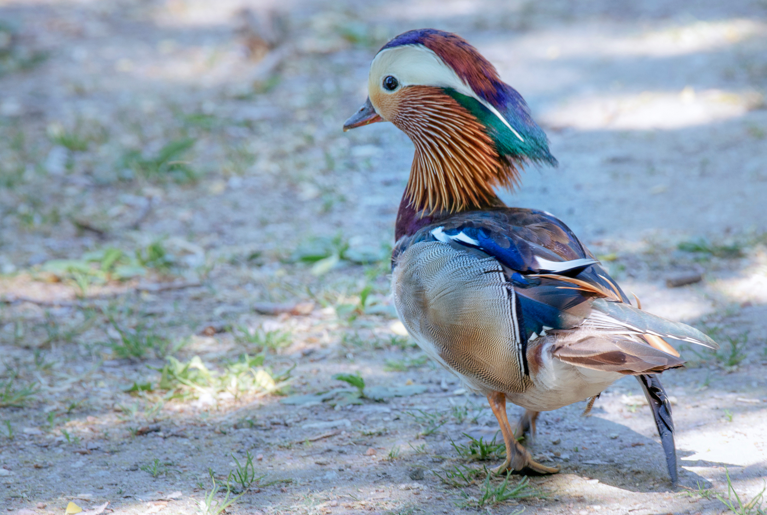 Mandarinand den trettioförsta maj - Fotosidan