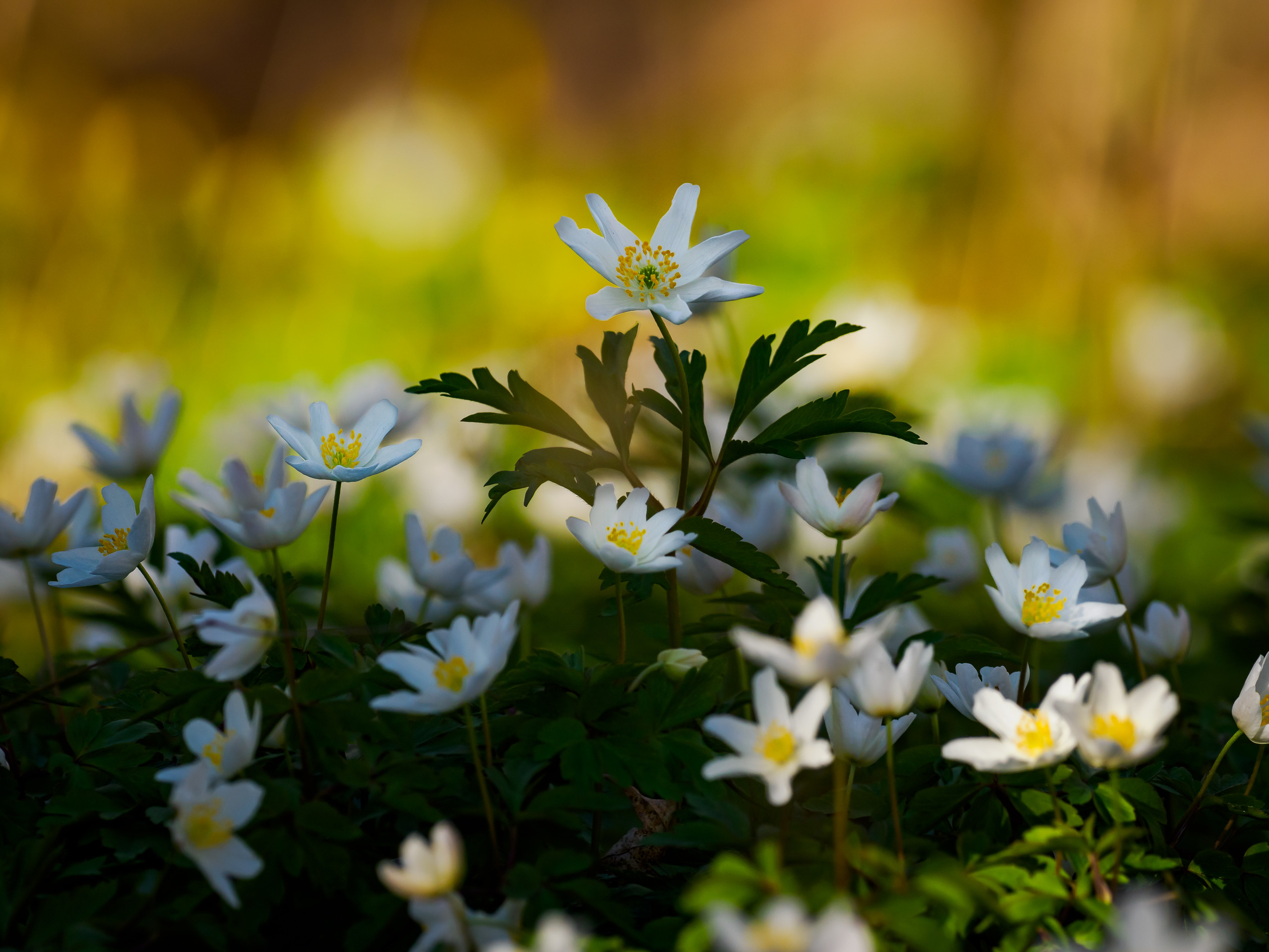 19 April Änggårdsbergen bland Vitsipporna. - Fotosidan