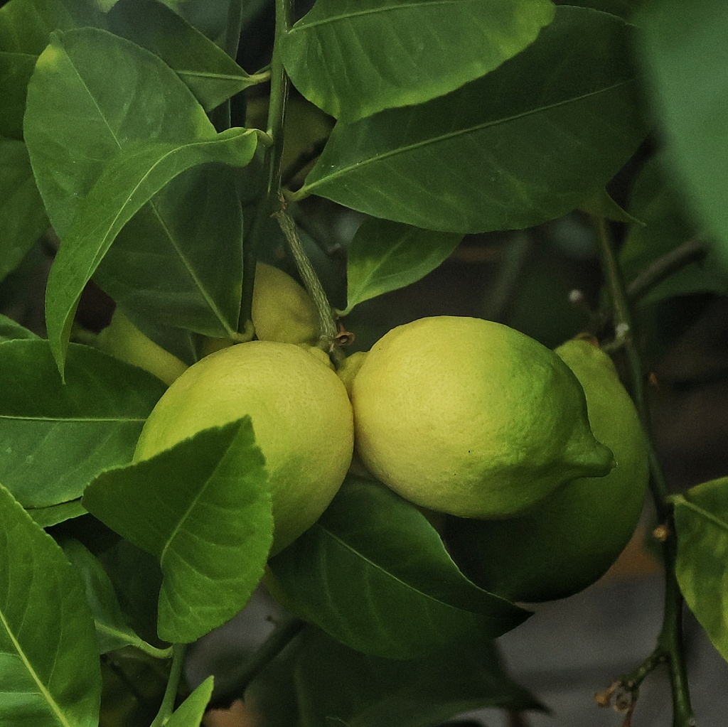 Kamelian blommar - Fotosidan