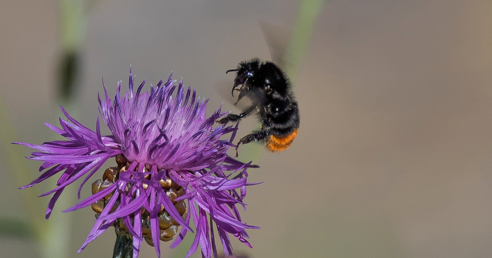 Några Humlor.. - Fotosidan