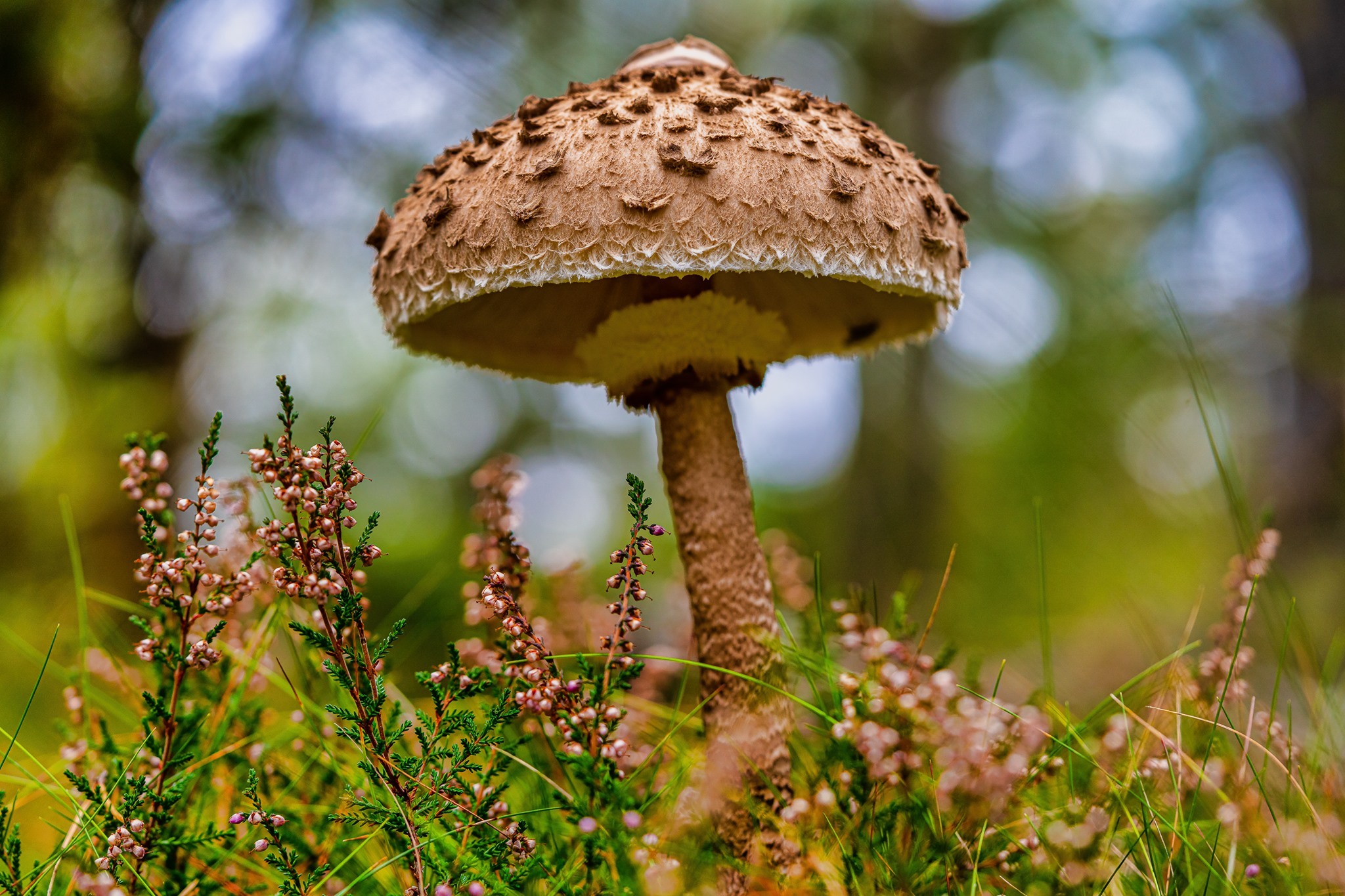 Cool svamp - Fotosidan