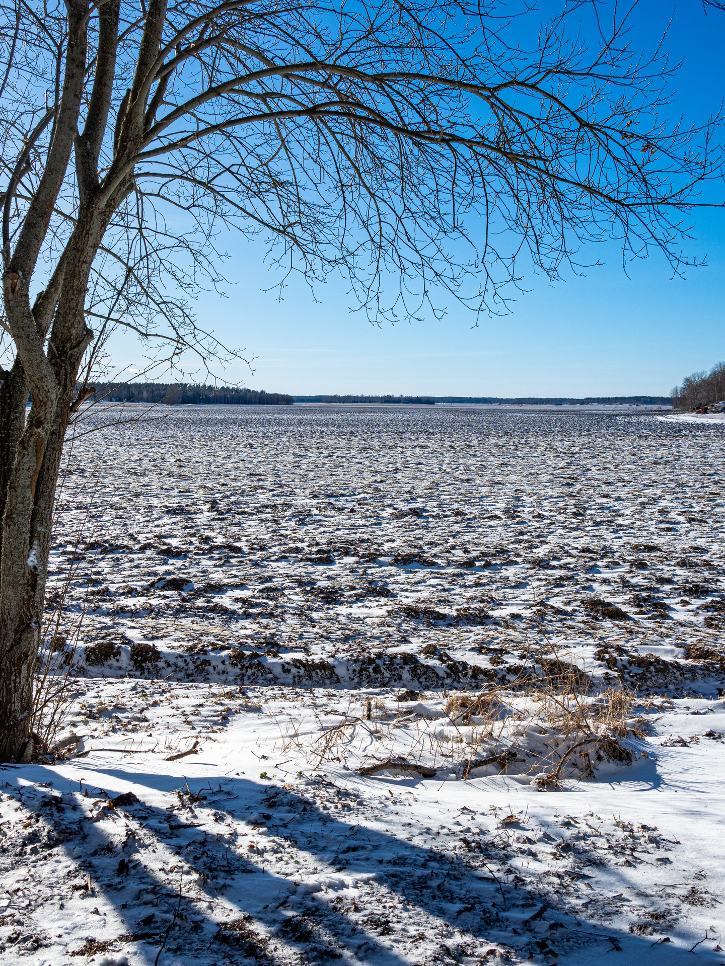 Det blev en vacker vinterdag istället! - Fotosidan