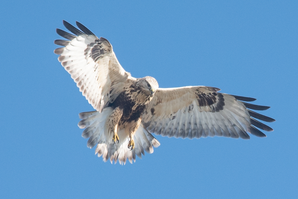 Fjällvråk - Fotosidan