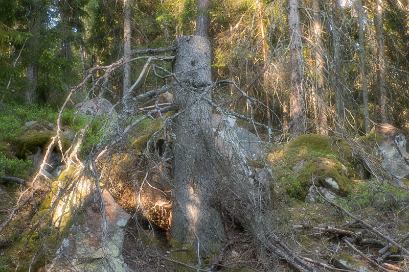 Ständiga äventyret - Fotosidan