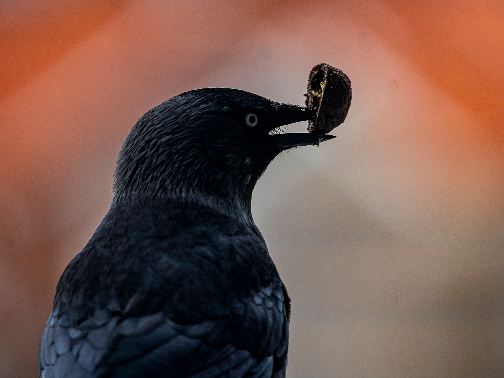 Kajor är kloka - Fotosidan