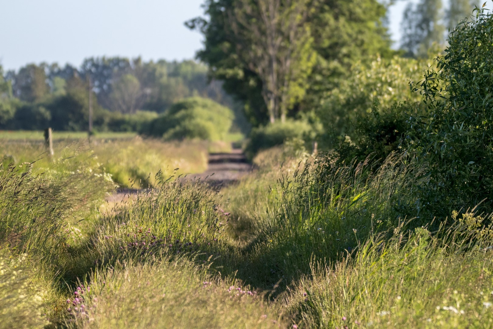 657 - sommarbilder - Fotosidan