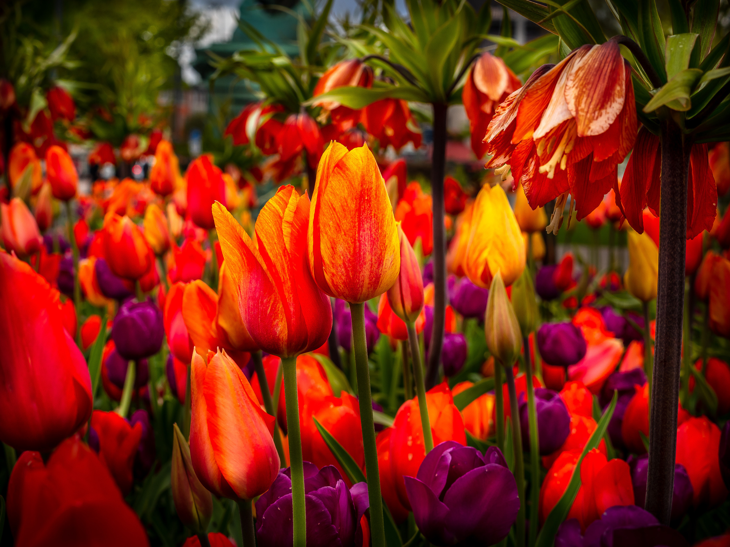 Tulpaner. - Fotosidan