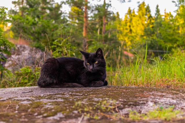kattbilder - Fotosidan