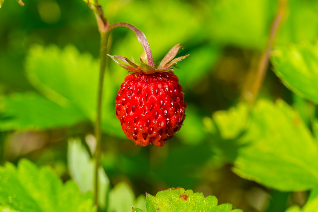 Sommarbild - Fotosidan