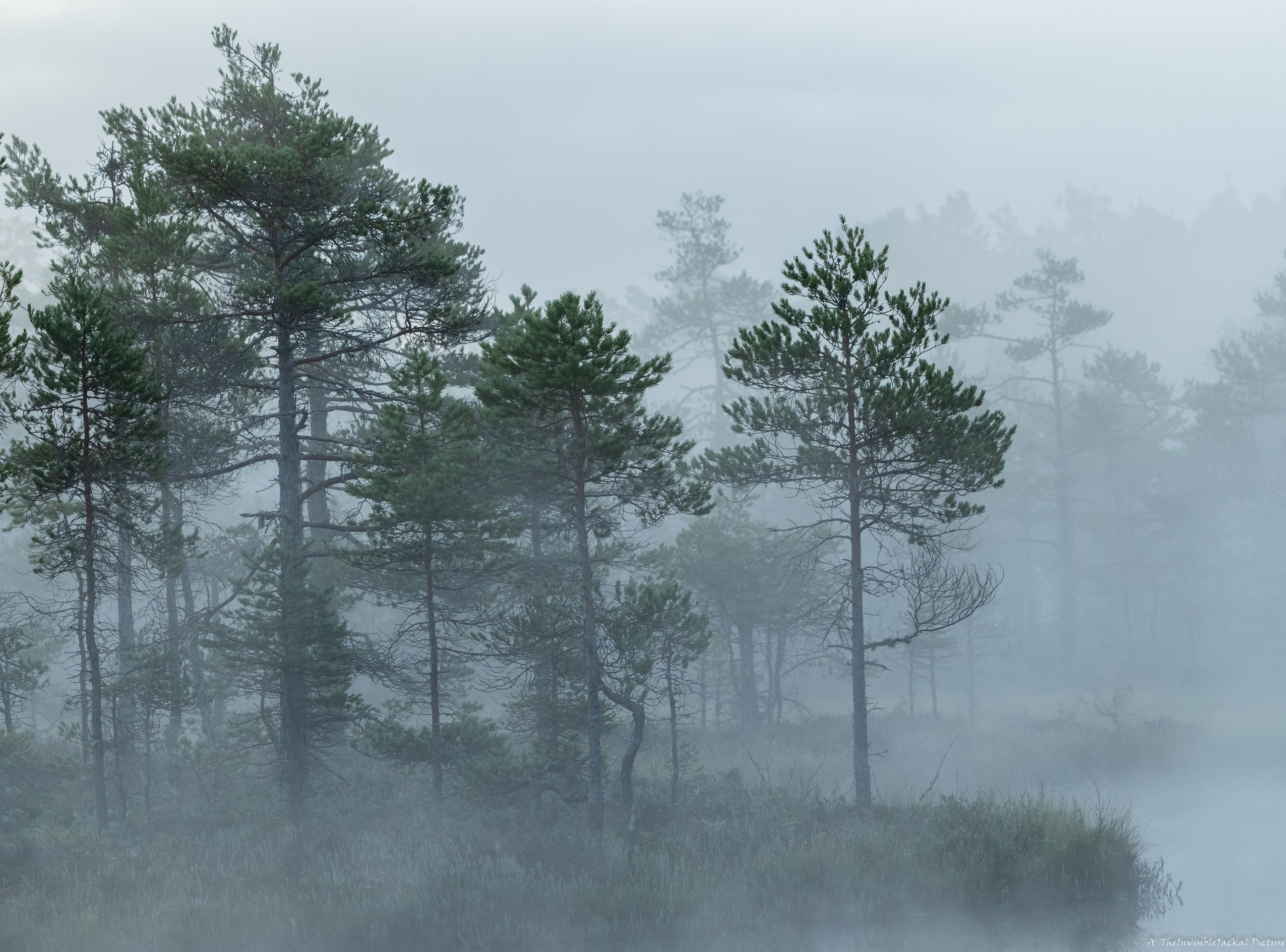 Norröver II - Dimma över mossen - Fotosidan