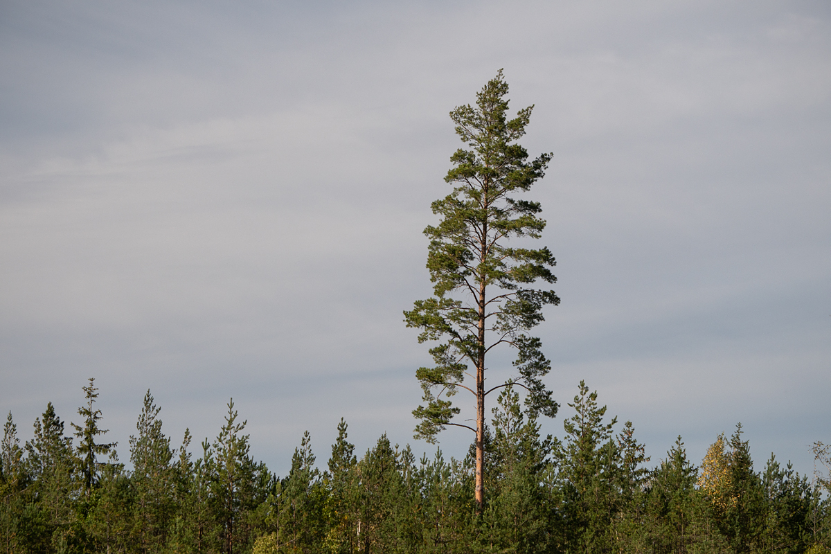 Den ståndaktiga tallen - Fotosidan