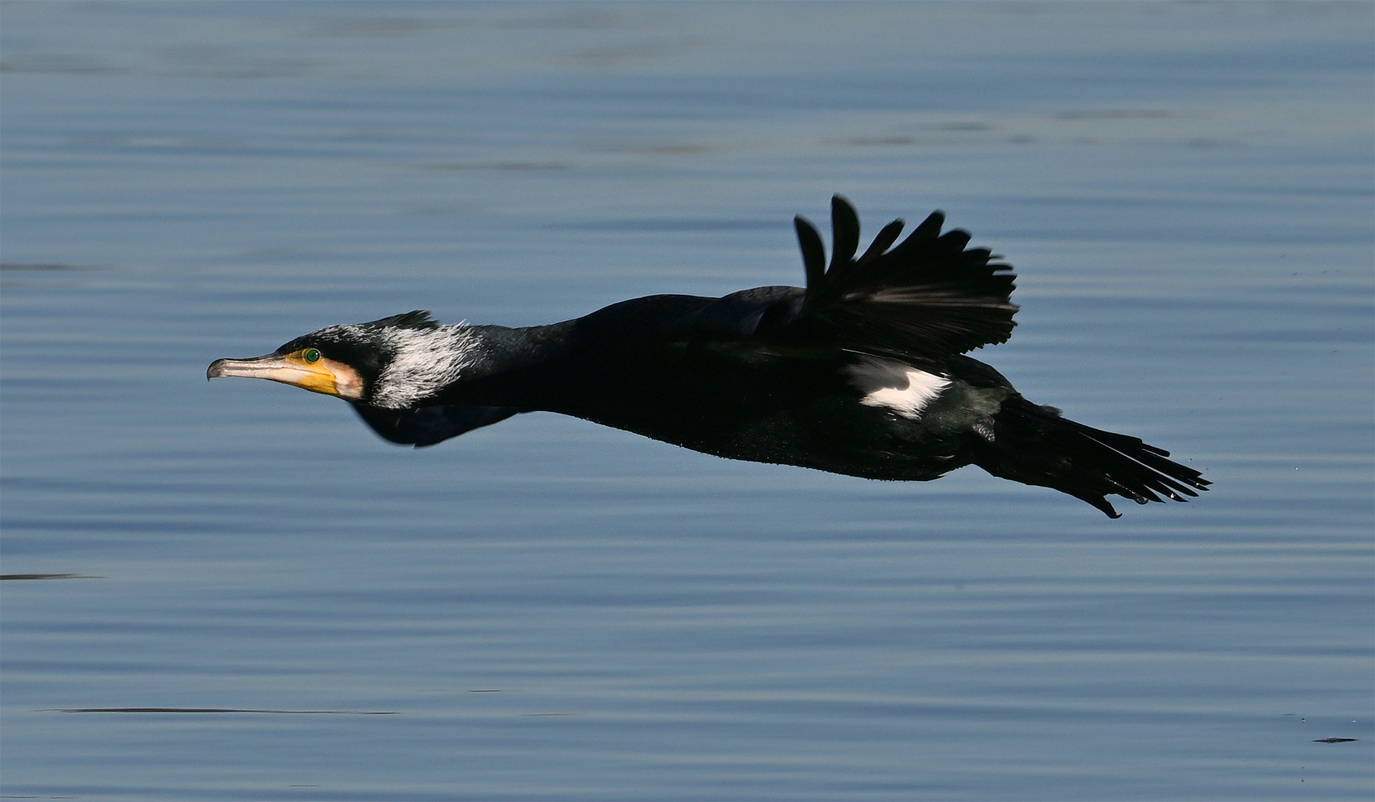 Skarvar vid Slussen i Stockholm.. - Fotosidan