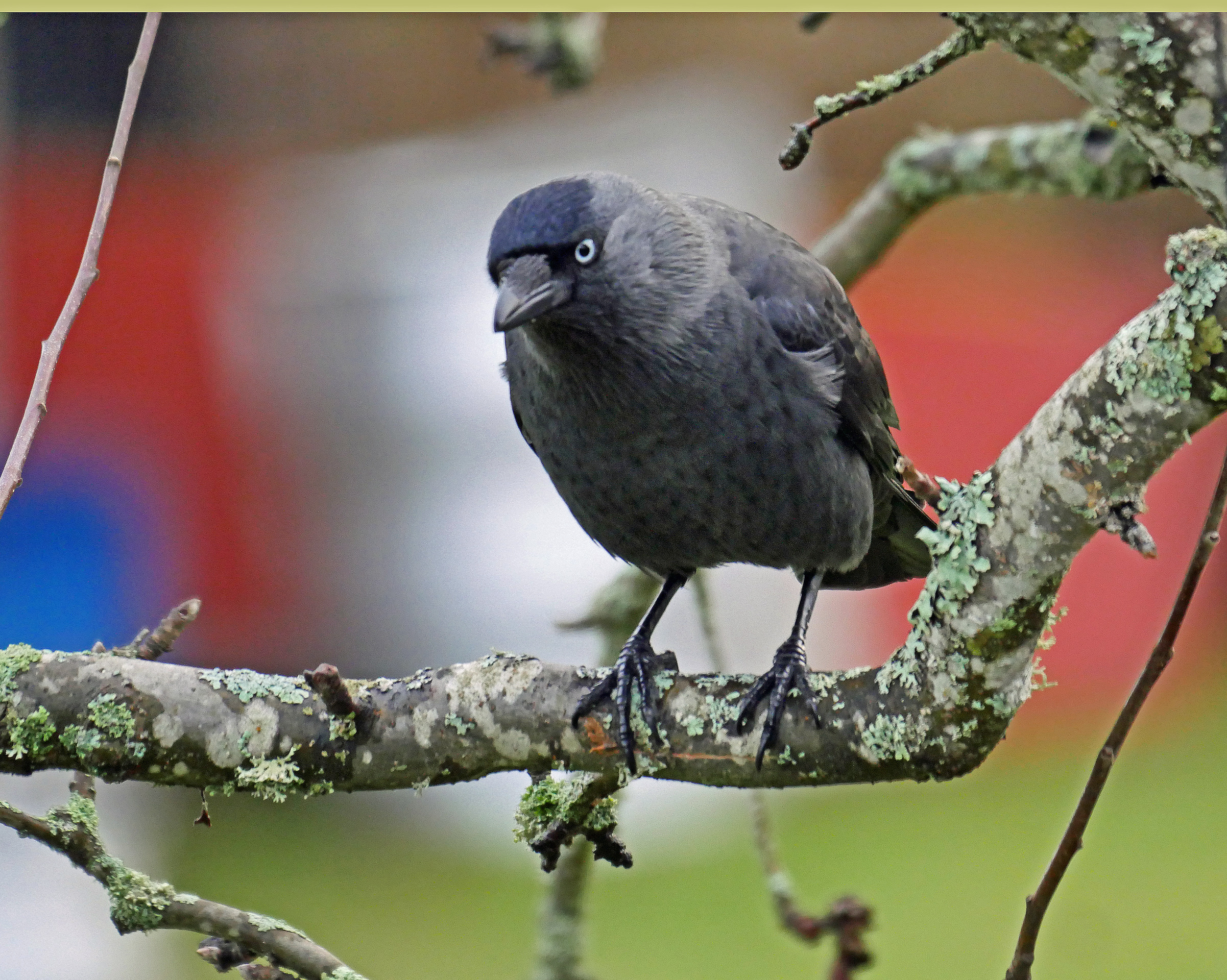 Bild utan ord - Fotosidan